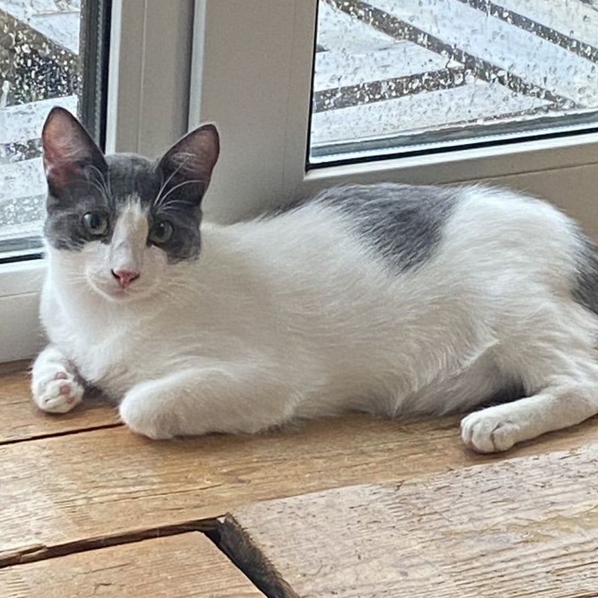 Американский бобтейл короткошёрстный котёнок