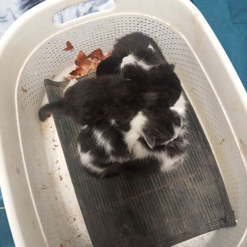 Котята в добрые руки