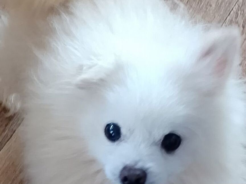 Малявочки шпиц и чихуа ищут самый лучший дом