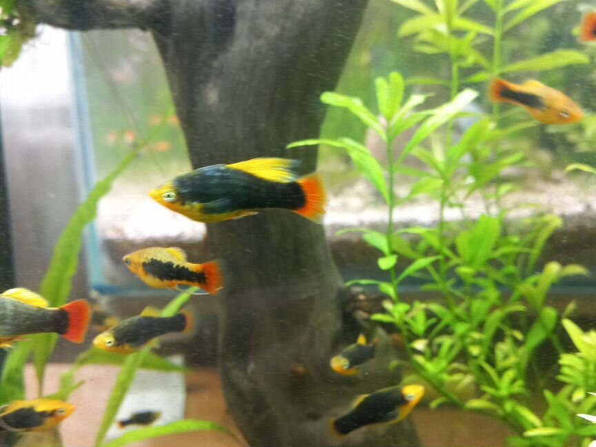 Аквариумные рыбки пецилия гавайская