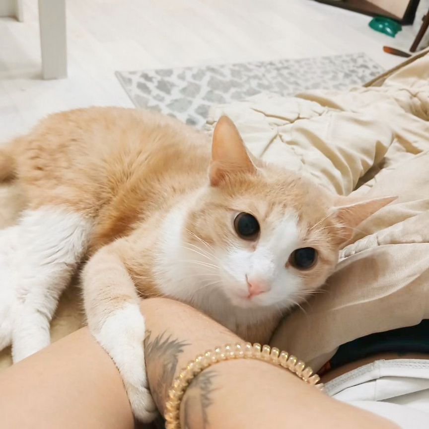 Кот персик