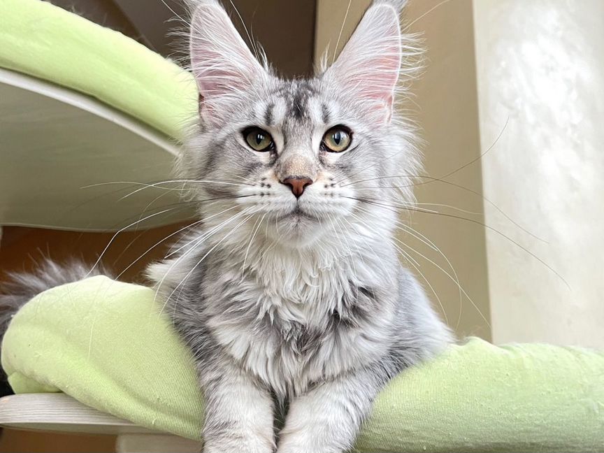 Котята мейн-кун