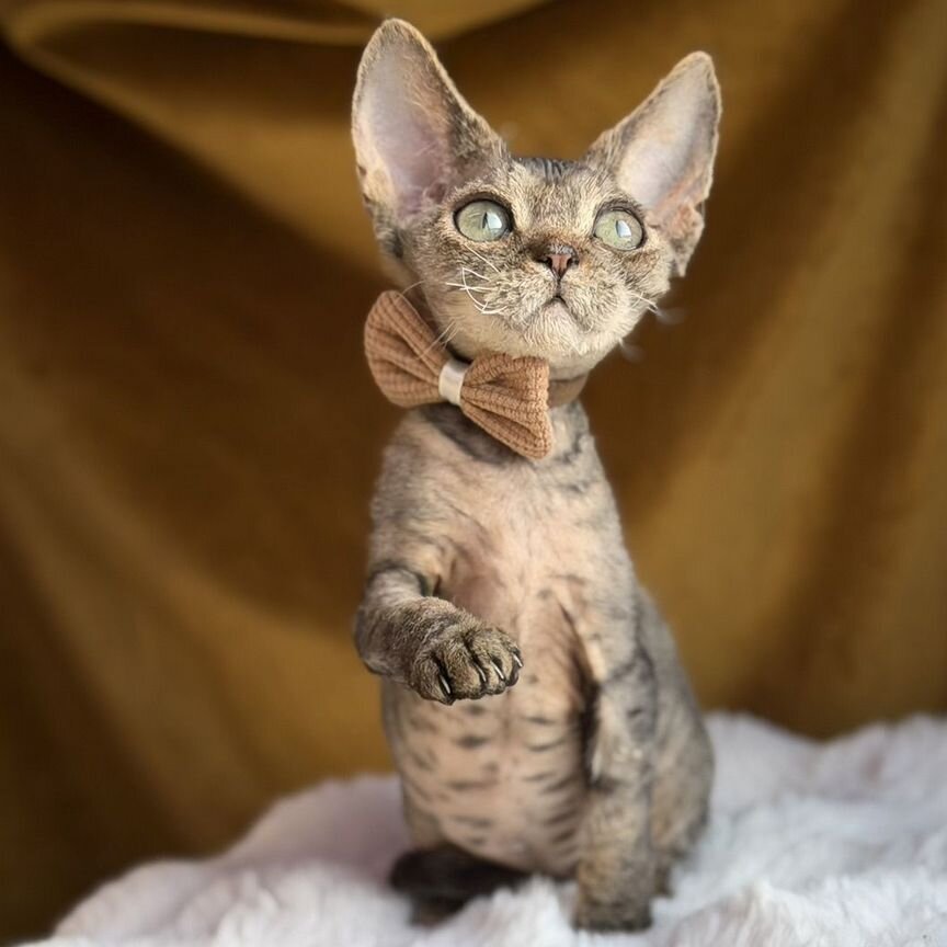 Девон-рекс котёнок