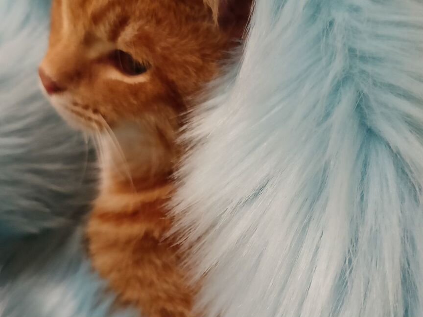 Котёнок лесного кота кот