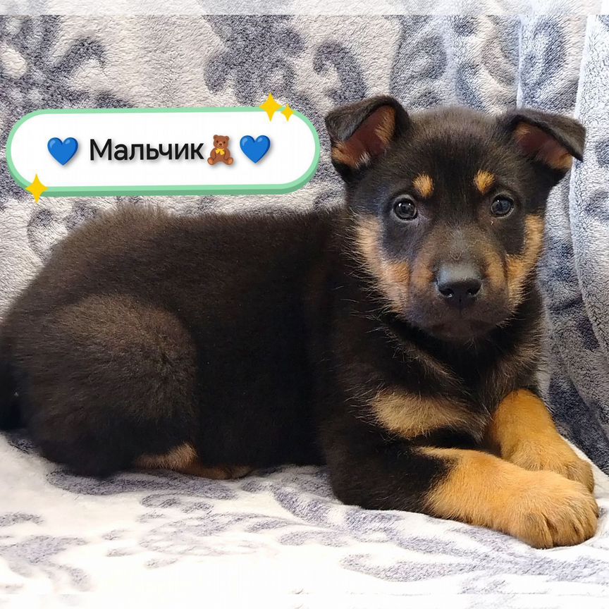 Доберман, щенок