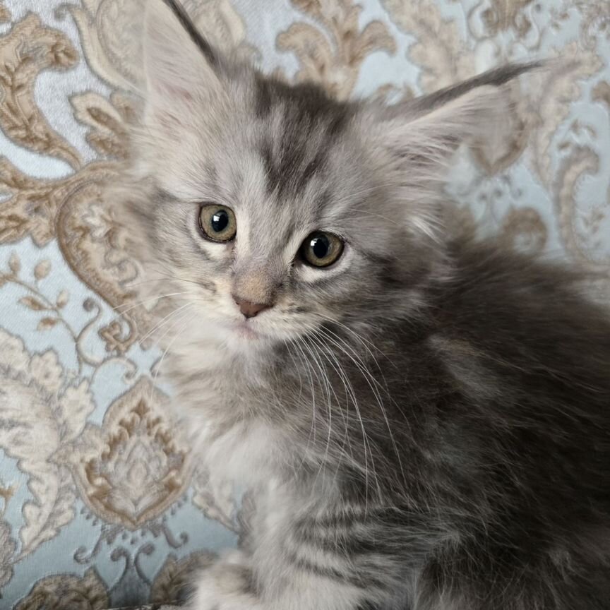 Котята мейн-кун