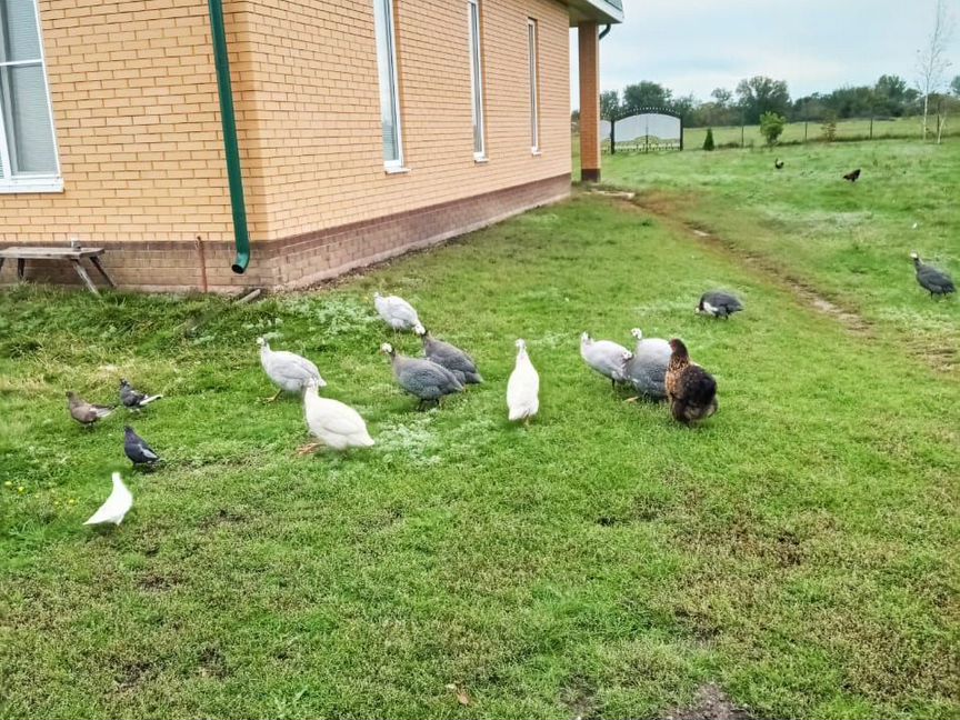 Продаются цесарки, петухи и голуби