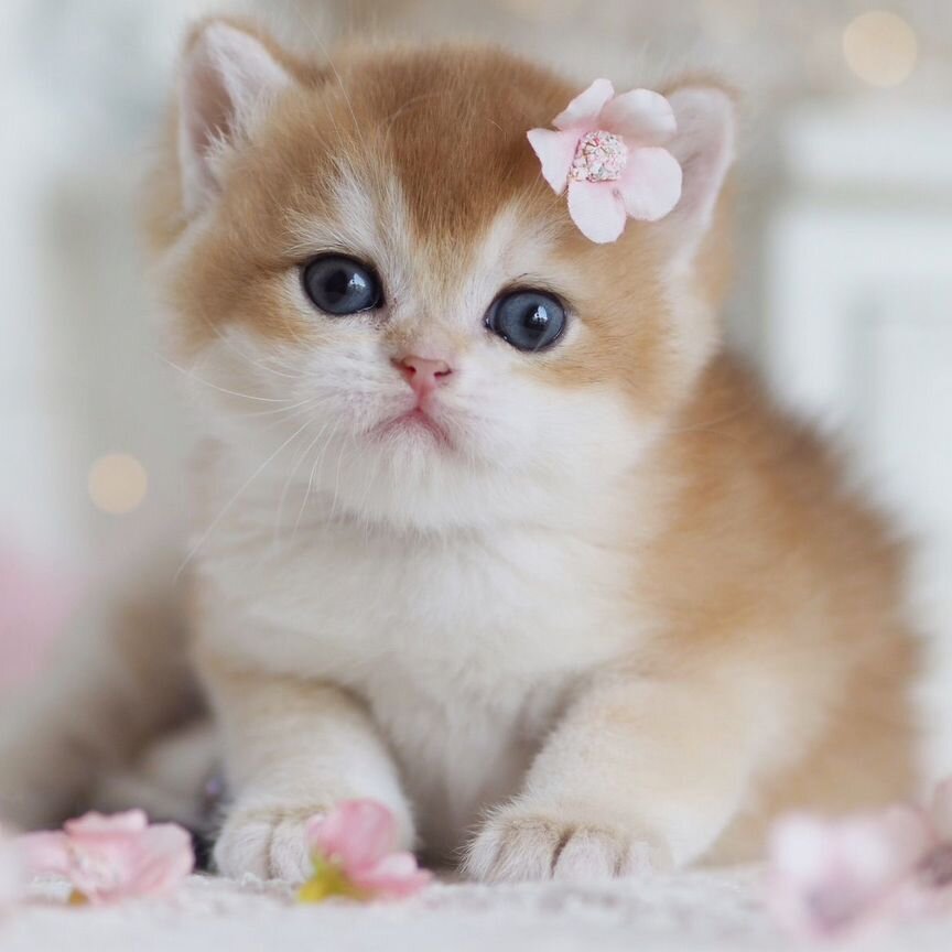 Британский котенок Xeila