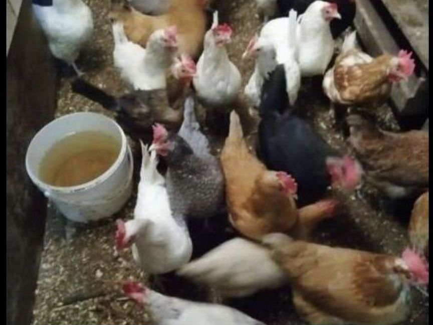 Куры несушки ломан braun