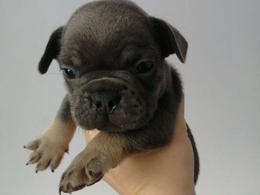 Французский бульдог щенки