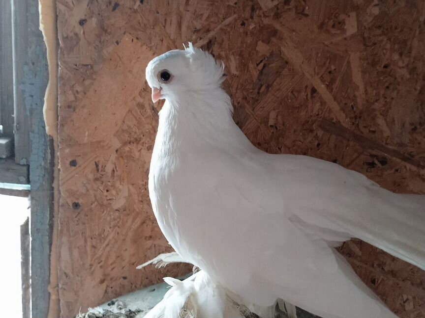 Статные голуби