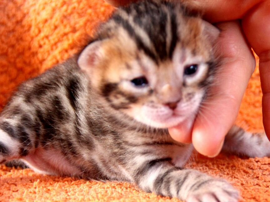 Бенгальские котятки с докуметами