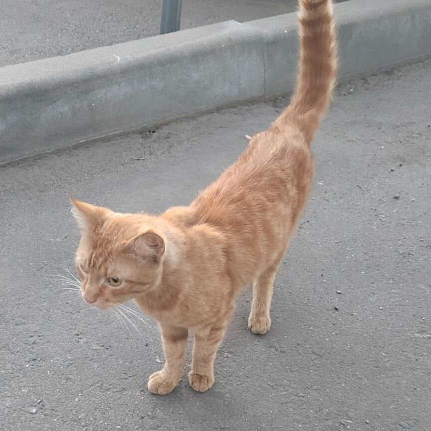Взрослый кот в добрые руки