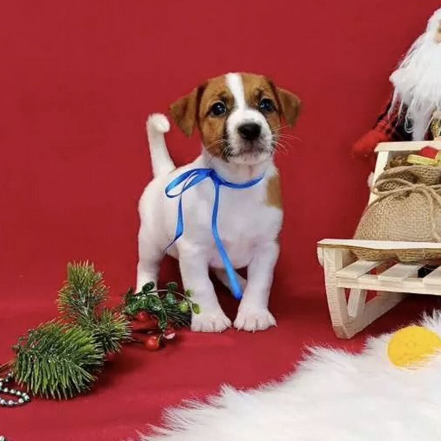 Джек-рассел-терьер, щенок