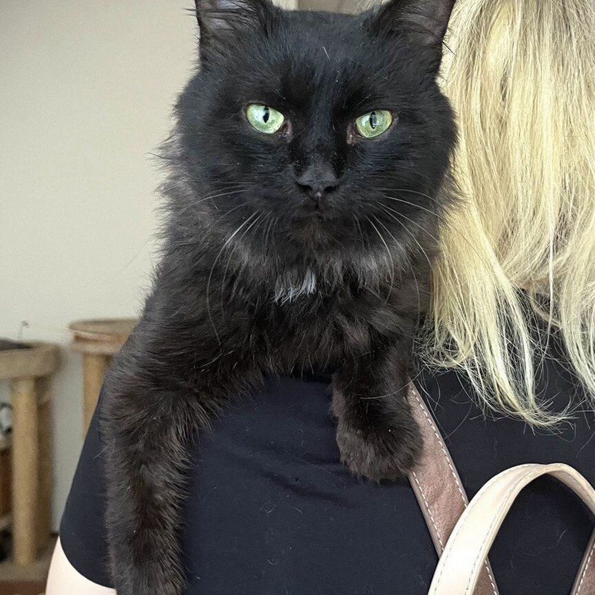 Пушистый ласковый котик