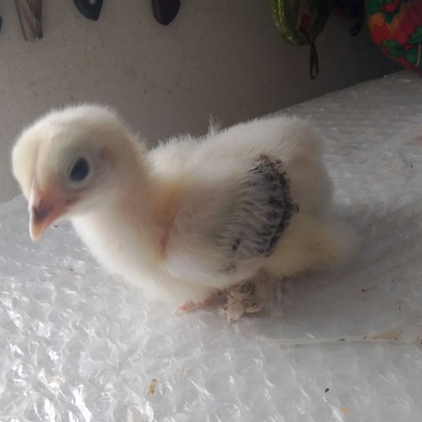 Цыпленок Брама Колумбийская