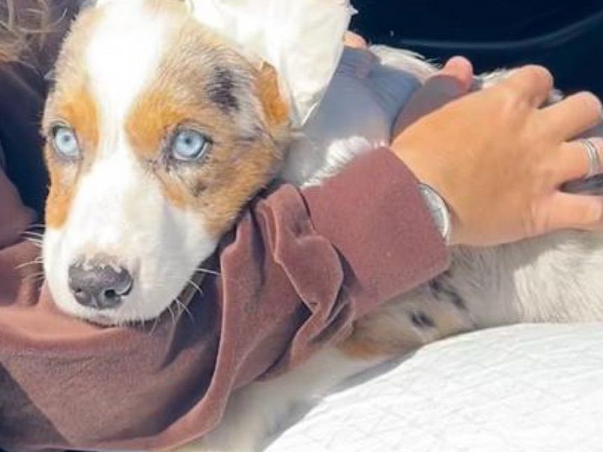 Вельш-корги мраморный