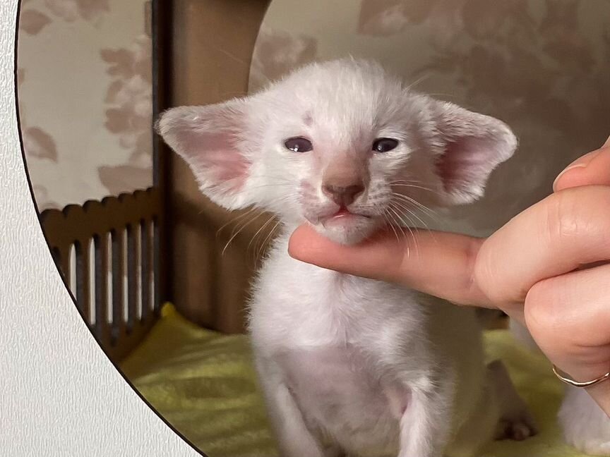 Ориентальные котята