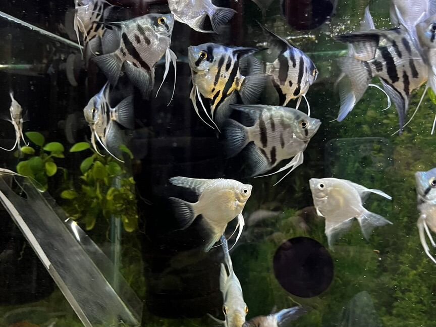 Скалярия Пиной Клоун