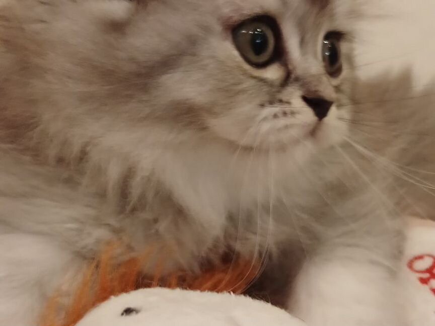 Шотландские котята