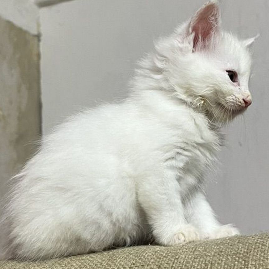 Мейн-кун котёнок