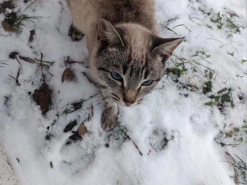 Ласковая кошечка