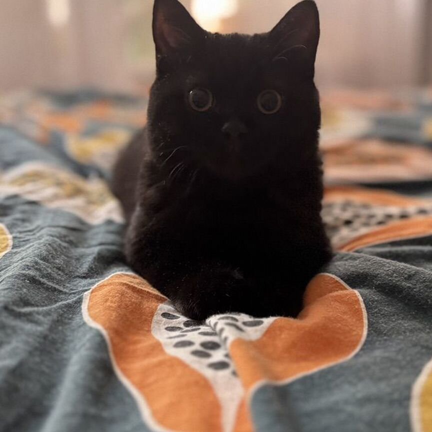 Кот на расстоянии