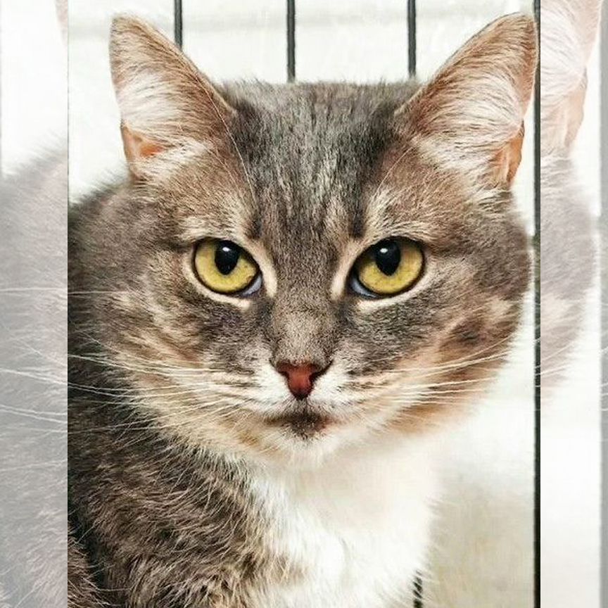 Европейская короткошёрстная кошка, взрослая