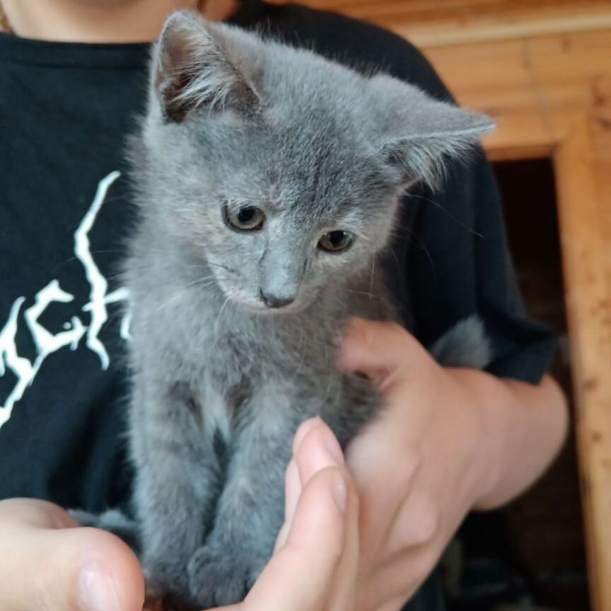 Отдам котенка в добрые руки