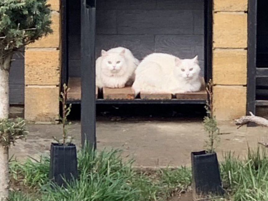 Кошки в добрые руки