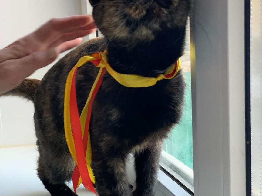 Красотка черепашка в семью