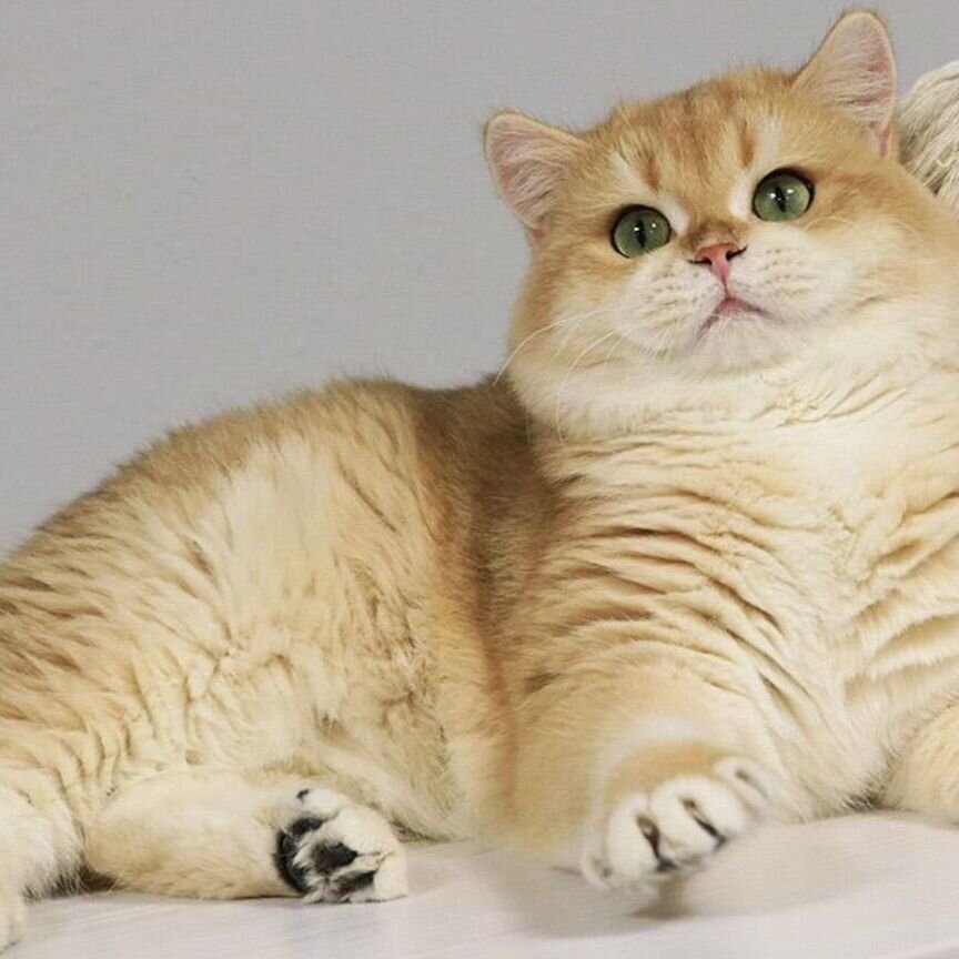 Британский кот