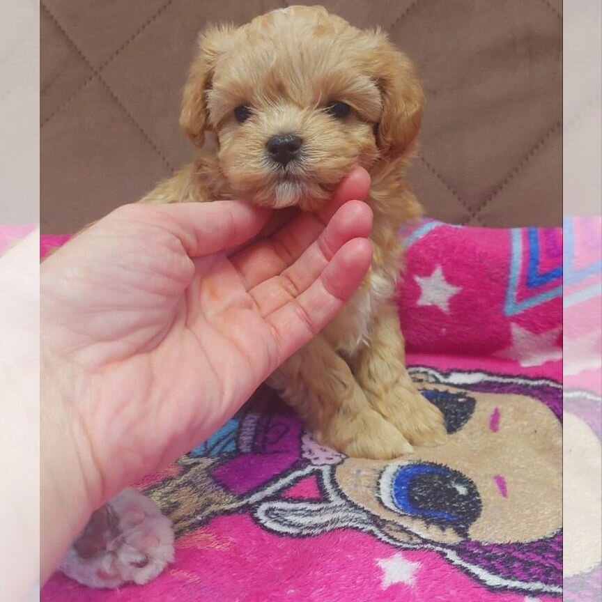 Мальтипу, щенок