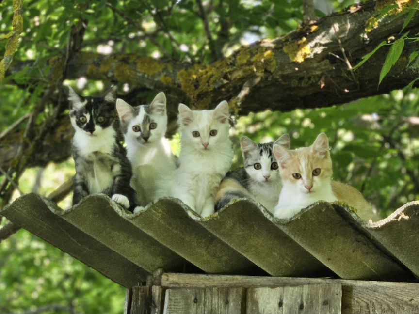 Кошечки и Котики