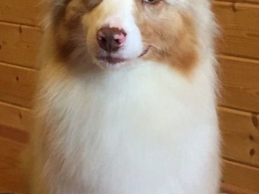 Австралийская Овчарка