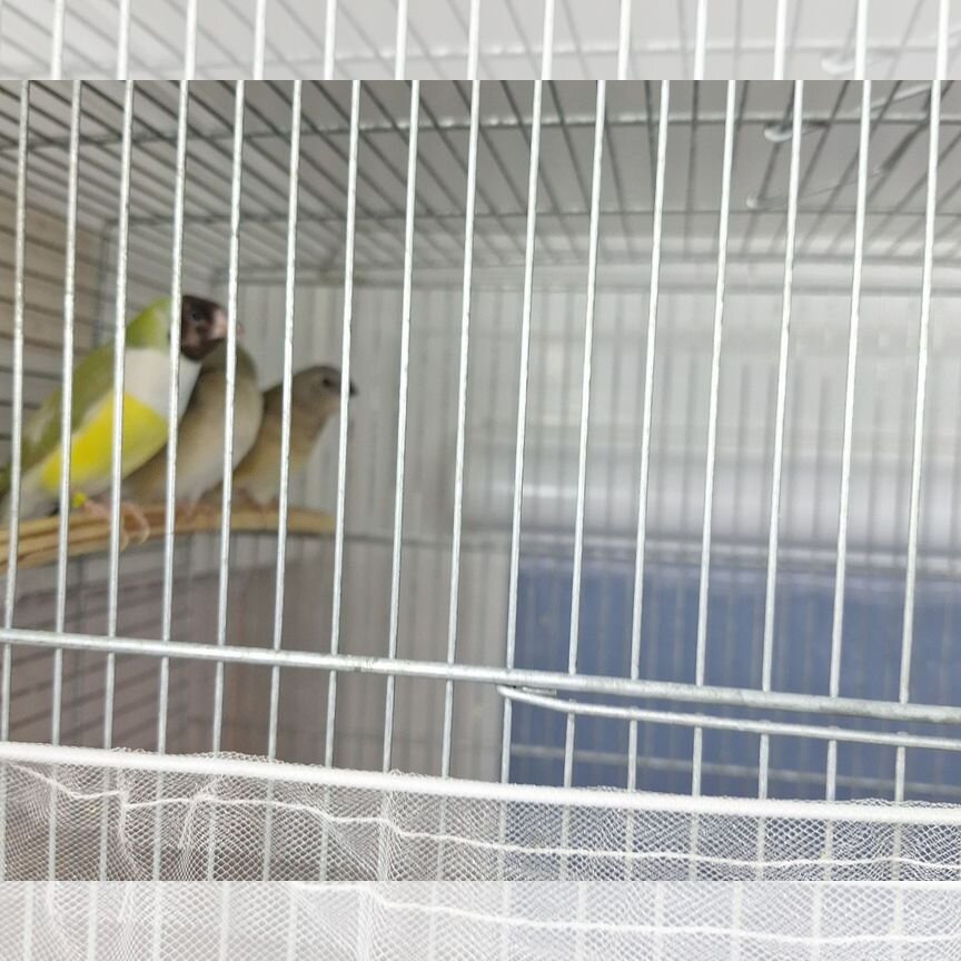 Амадины гульда