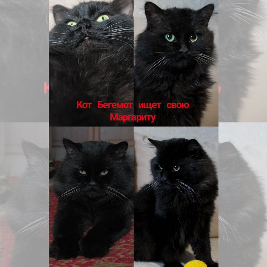 Коты в добрые руки