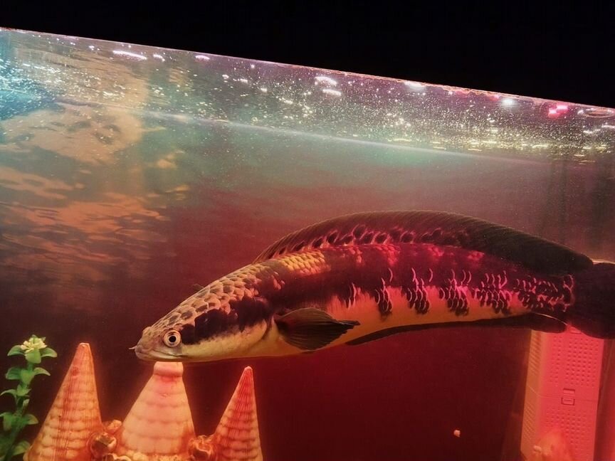 Аквариумные рыбки