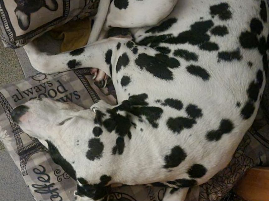 Далматинец отдам в хорошие руки