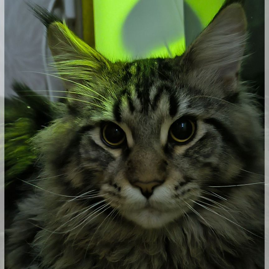 Мейн-кун котёнок