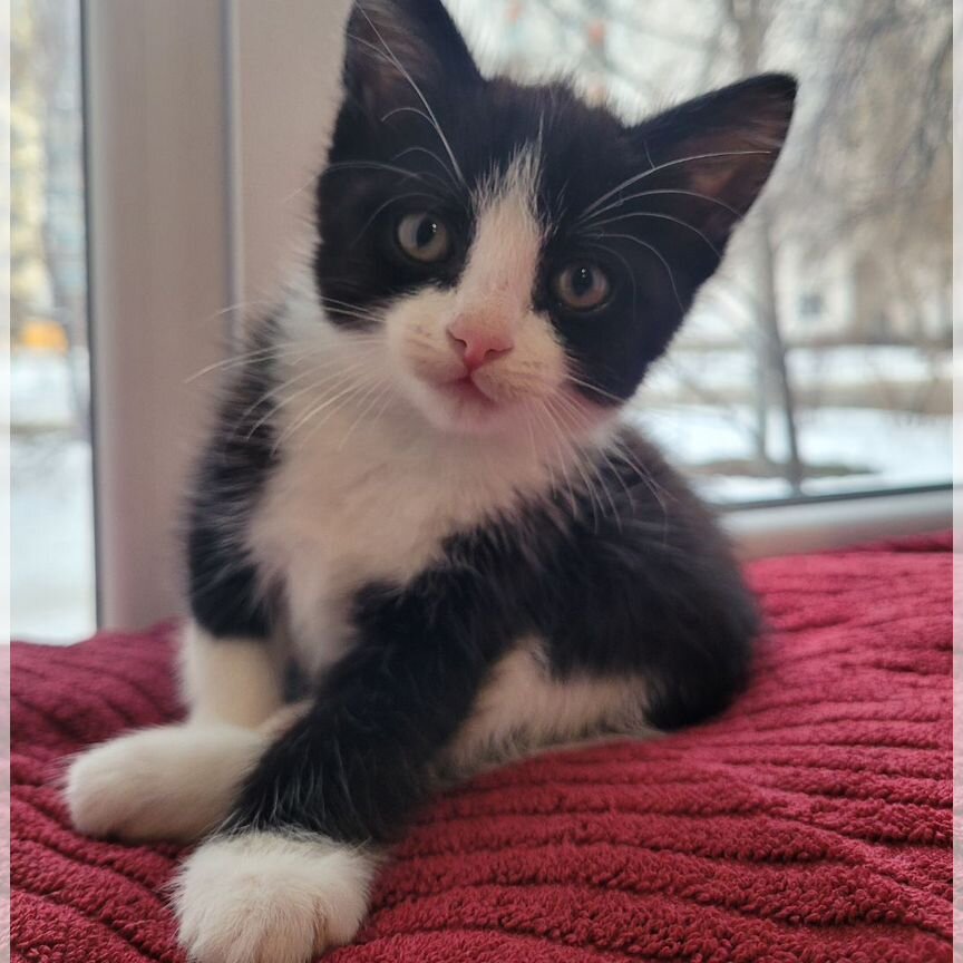 Котёнок в добрые руки