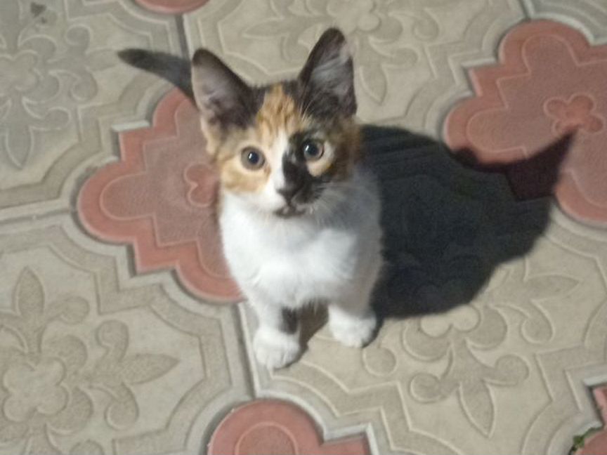 Котята трехцветка