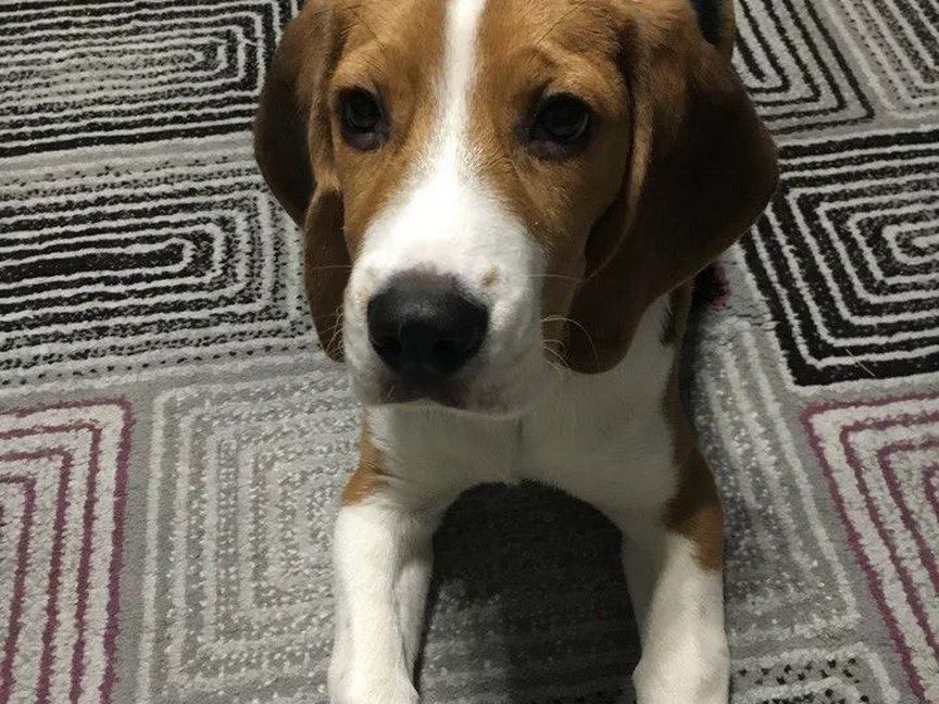 Бигль щенок