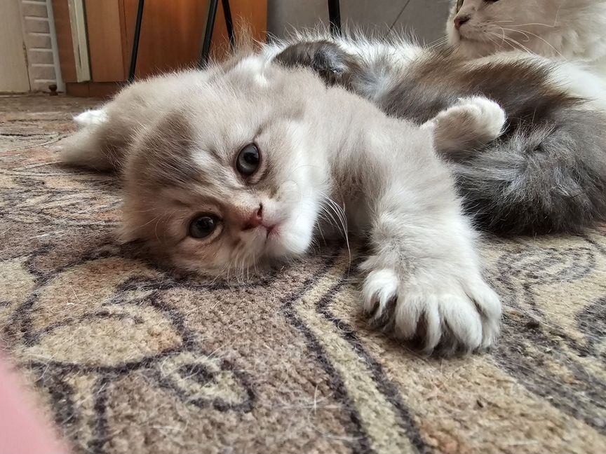 Кошки