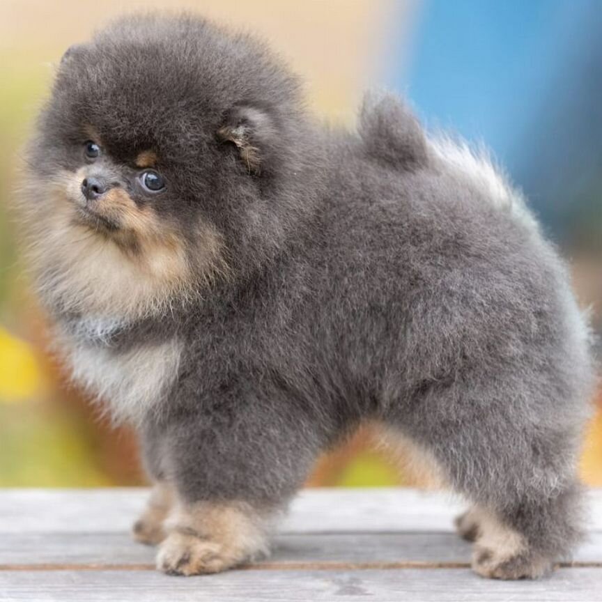 Померанский шпиц, щенок