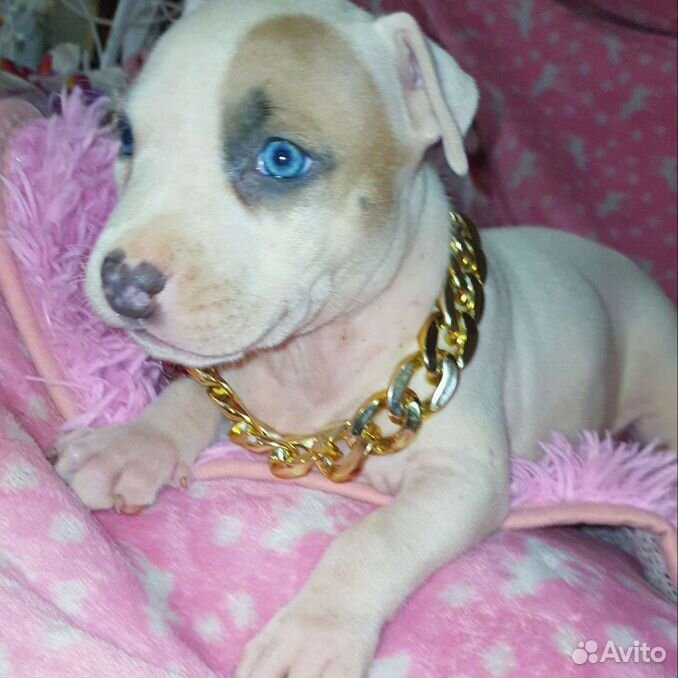 Очень крупные,тяж.типа стаффики,доставка