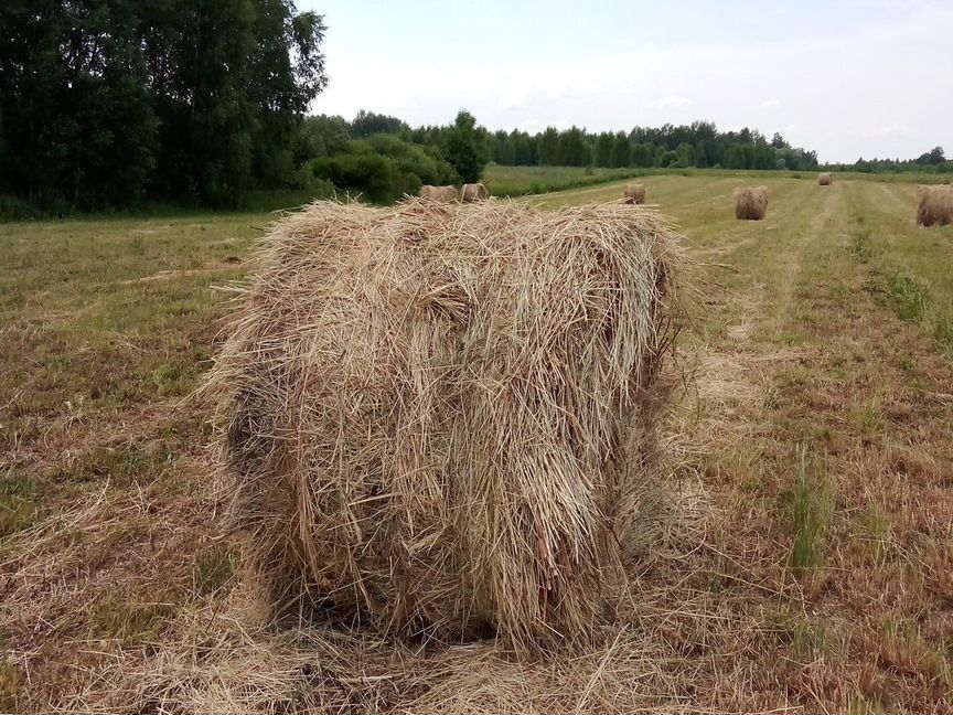 Сено в рулонах люцерна с клевером 1500руб