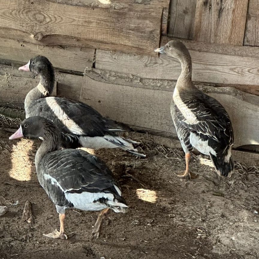 Подсадные гуси (не подранки) сдам в аренду