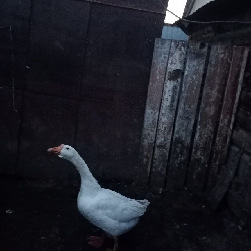 Деревенские домашние гуси