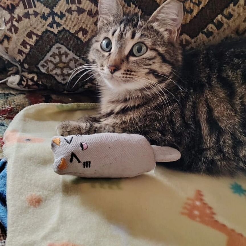 Кошечка в добрые руки